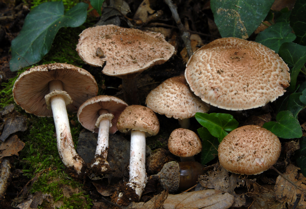 Scaly Wood Mushroom from Triuggio - Canonica Lambro (MB), Italia on ...