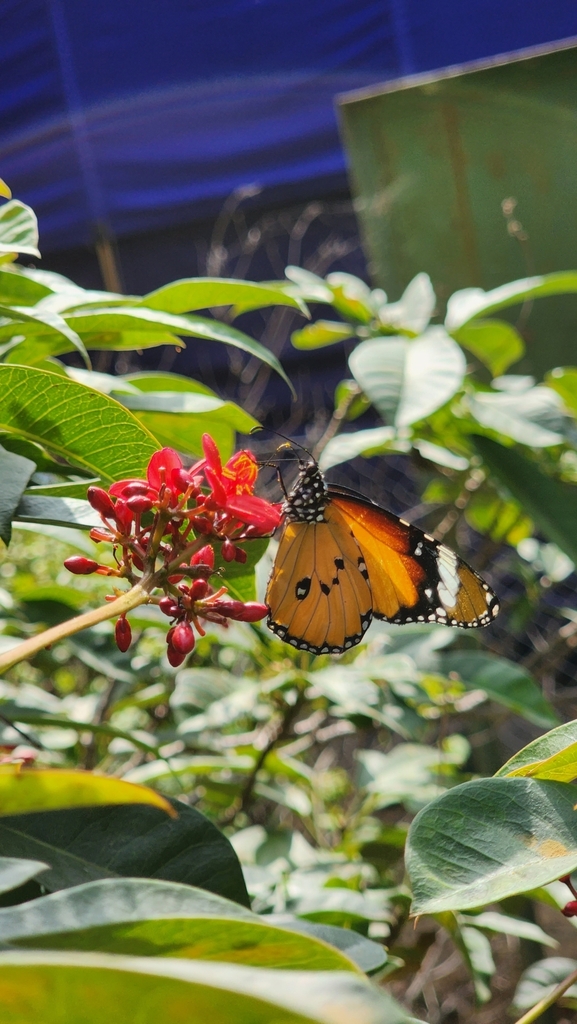 Plain Tiger Butterfly from WH2W+Q7X, Doresanipalya, Anthappa Layout ...
