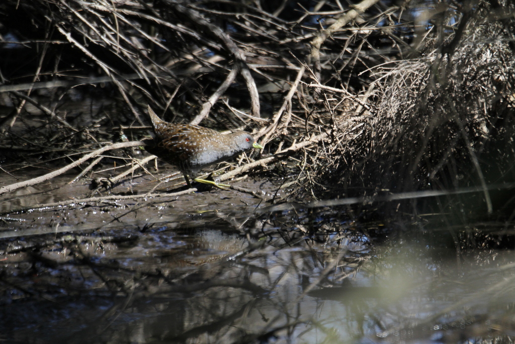 Australian Crake from Lake Lorne Drysdale Victoria Australia on ...