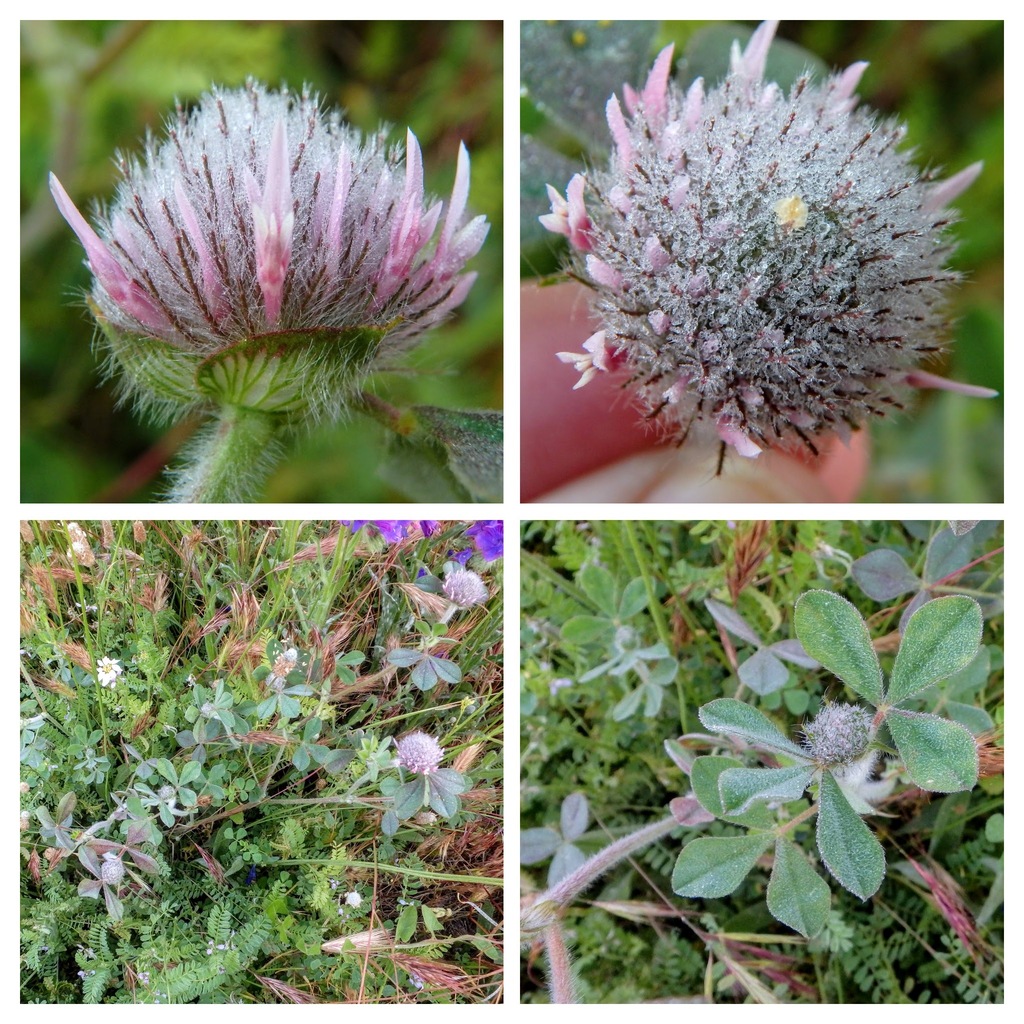 Rose Clover from Leganés, Madrid, España on May 2, 2020 at 08:58 AM by ...