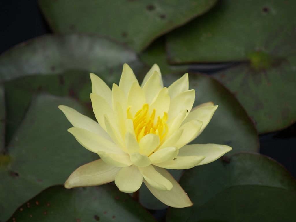 Yellow Waterlily (Submerged and Floating Aquatic Plants of Louisiana ...