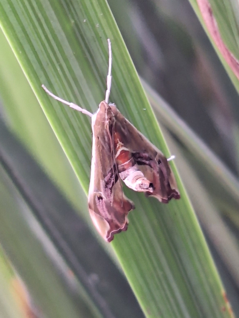 Painted Pearl from Deurdrif, Cape Town, 7848, South Africa on December ...