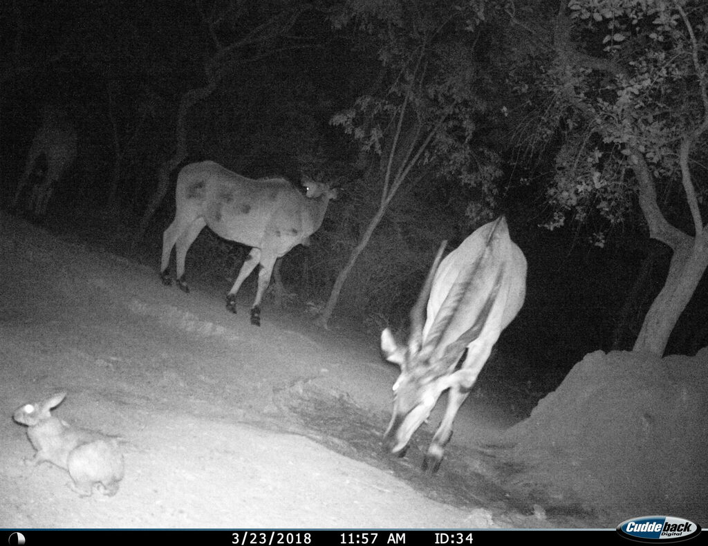Bunyoro Rabbit (Poelagus marjorita) - Know Your Mammals