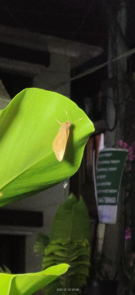 Rounded Palm-redeye from Edappally Toll, Unnichira, Koonamthai ...