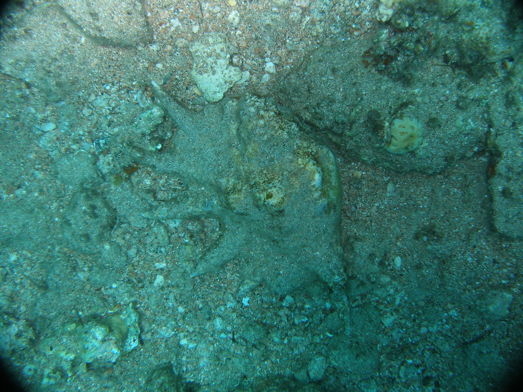 Giant Spider Conch from Dahab, EG-JS, EG on August 20, 2009 at 11:35 AM by Анна Митрошенкова ...