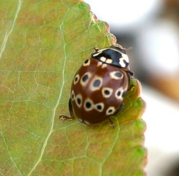 Eye-spotted Lady Beetle from Mackinac County, MI, USA on July 14, 2017 ...