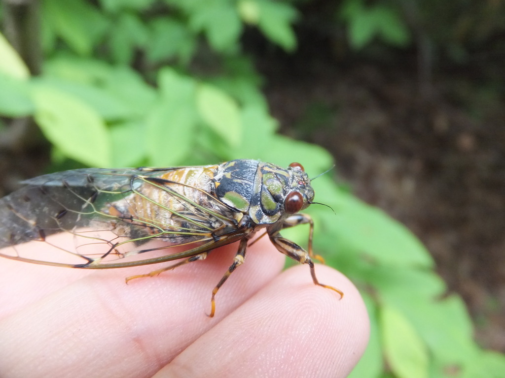 Ezo Spring Cicada in July 2013 by hakkahamushi · iNaturalist