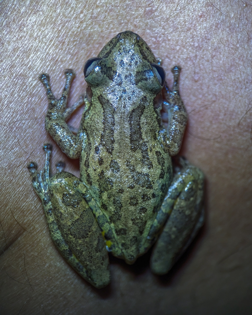 Venezuela Snouted Tree Frog from Nossa Sra. do Carmo, Parnaíba - PI ...