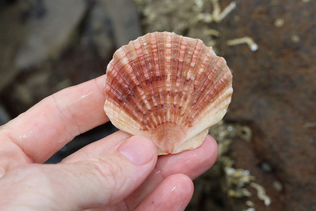 Commercial Scallop from Swansea TAS 7190, Australia on December 15 ...