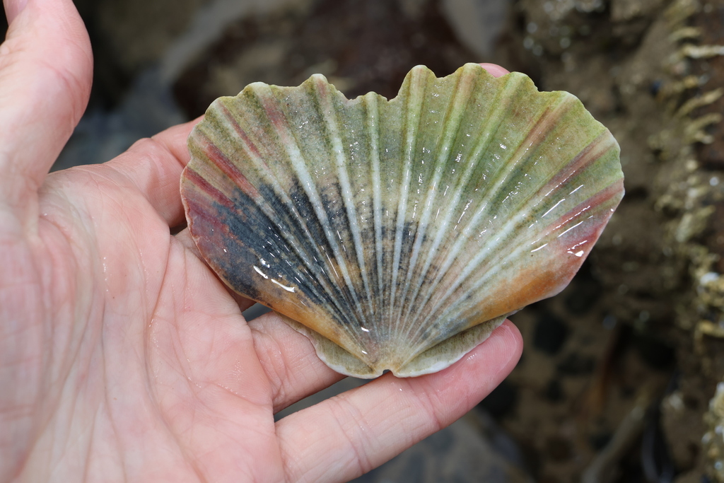 Commercial Scallop from Swansea TAS 7190, Australia on December 15 ...