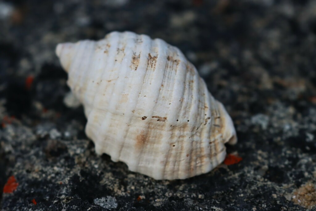 Cart-Rut Shell from Edge of the Bay Resort, Coles Bay, Tasmania on ...