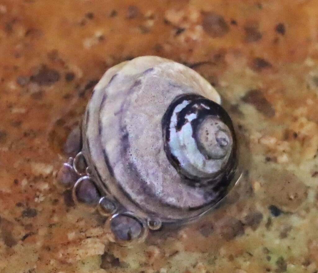 Southern ribbed top snail from Edge of the Bay Resort, Coles Bay ...
