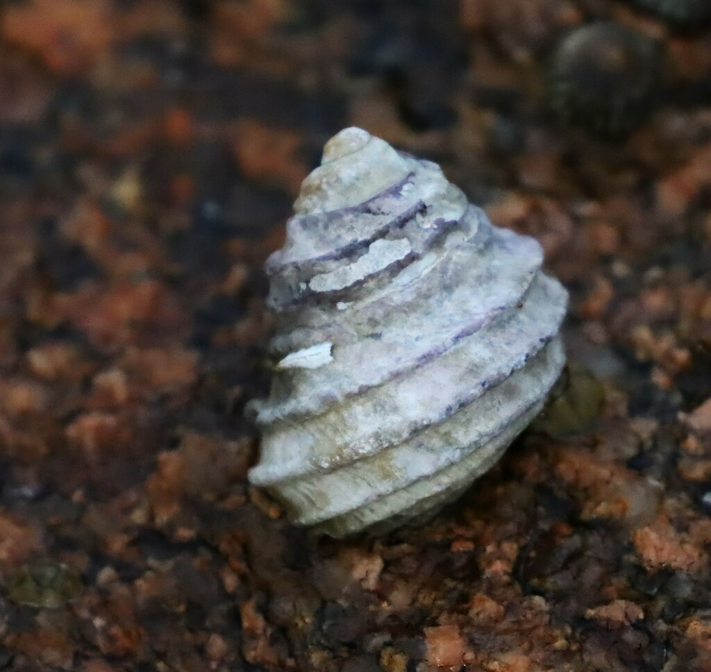Southern ribbed top snail from Edge of the Bay Resort, Coles Bay ...