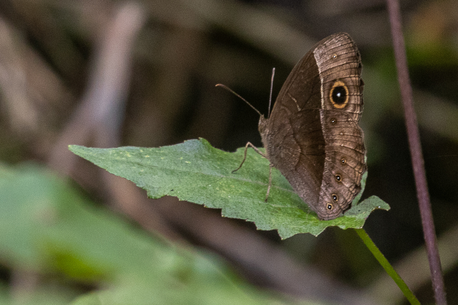 Common Bush Brown from Kloof, 3610, South Africa on May 12, 2023 at 01: ...