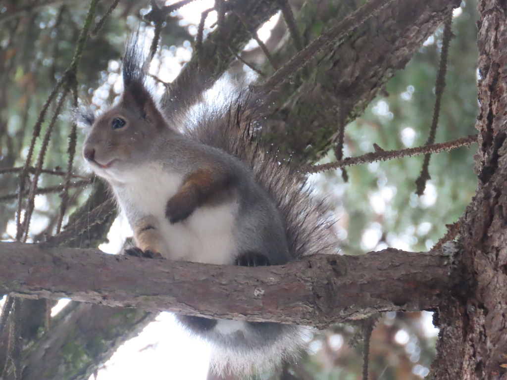 Eurasian Red Squirrel from Красносельский р-н, Санкт-Петербург, Россия ...