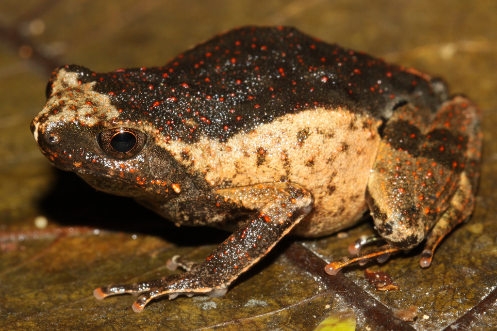 Painted Forest Toadlet from Maynas Province, Peru on June 5, 2013 at 03 ...