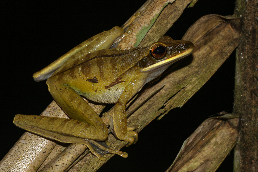 Basin Tree Frog from Maynas Province, Peru on June 5, 2013 at 08:53 PM ...