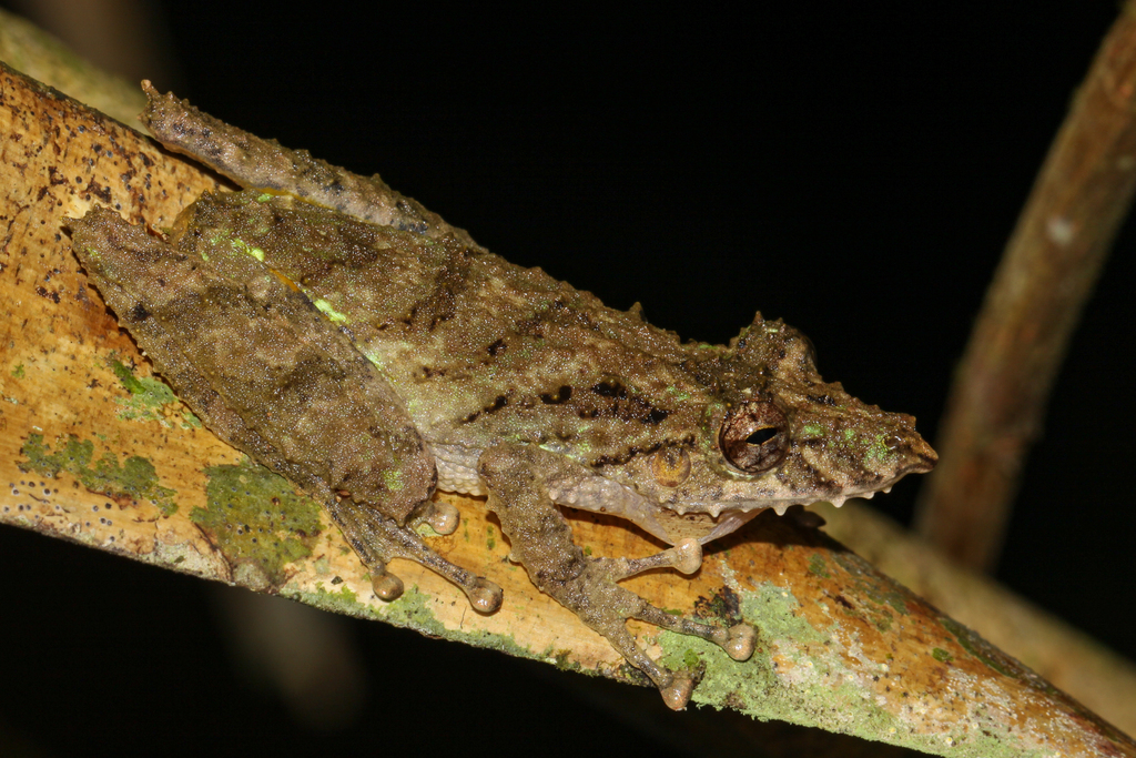 Eirunepe Snouted Tree Frog from Maynas Province, Peru on June 5, 2013 ...
