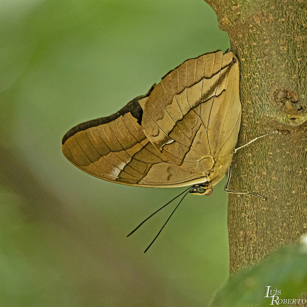 Archaeoprepona chalciope from Jundiaí - SP, Brasil on December 16, 2023 ...