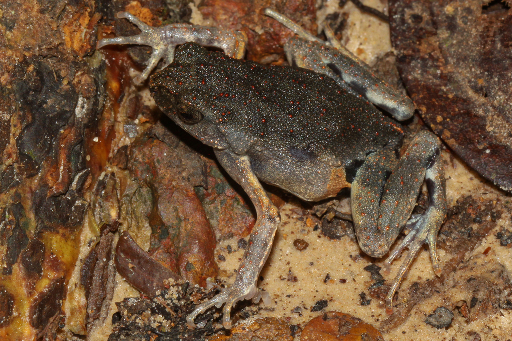 Painted Forest Toadlet from Maynas Province, Peru on June 5, 2013 at 10 ...