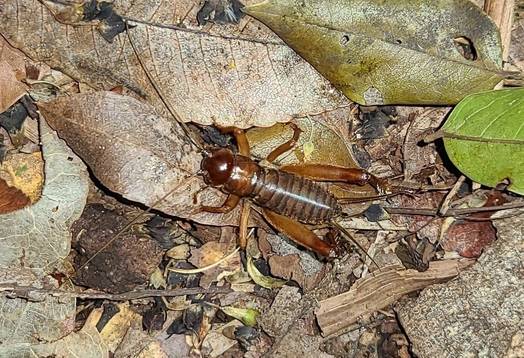 Giant King Cricket from Tamborine Mountain QLD 4272, Australia on ...