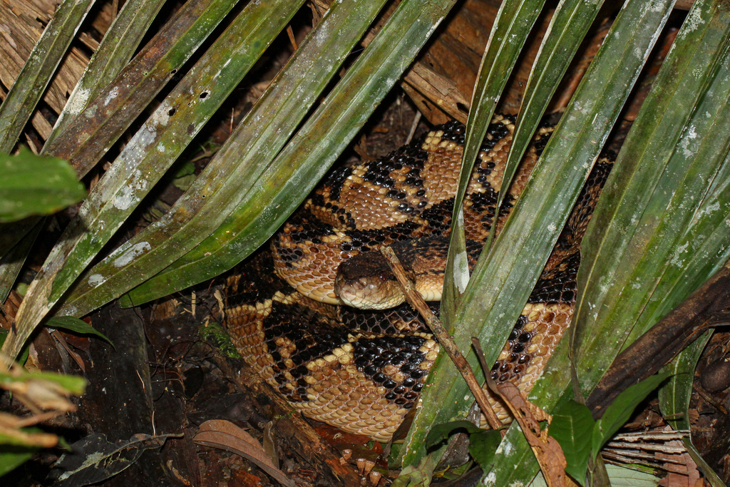 South American Bushmaster in June 2013 by Luke Verburgt · iNaturalist