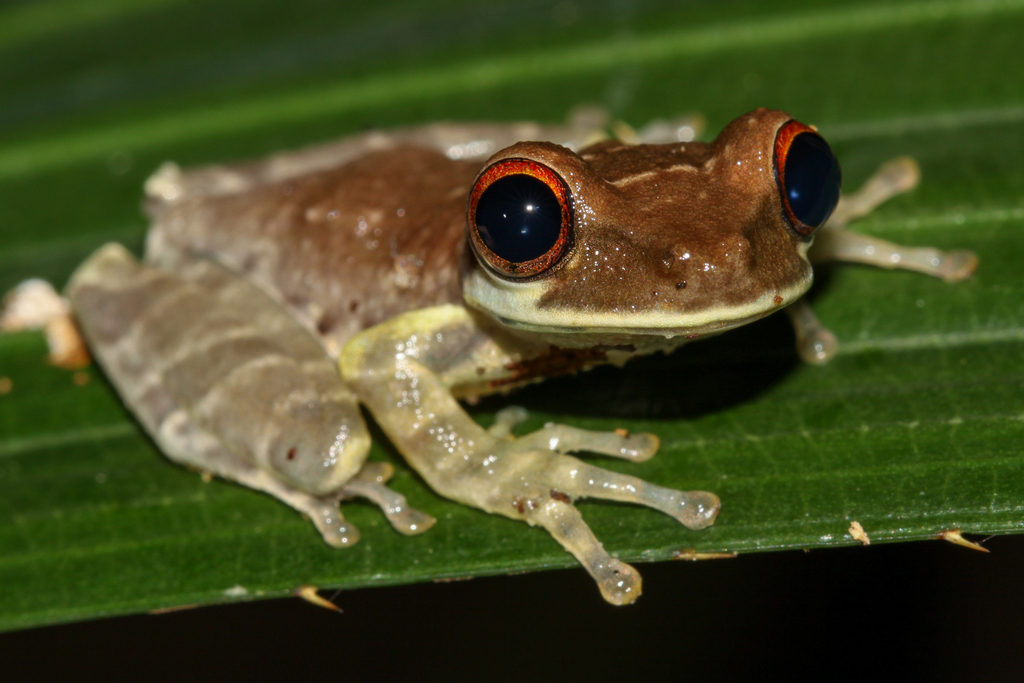 Broad-headed Tree Frogs from Maynas Province, Peru on June 7, 2013 at ...