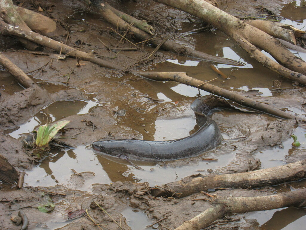 Marbled Lungfish from Distrito de Wakiso, Uganda on August 21, 2018 at ...