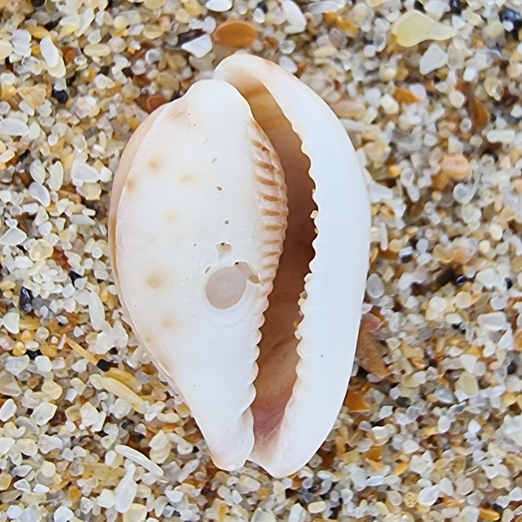 Pyriform Cowry from Pantai Timur, Bandar Penawar, Johor, Malaysia on ...