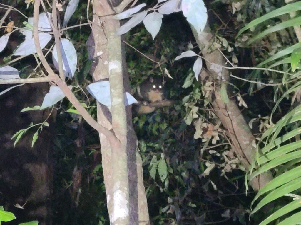 Short-eared Brushtail Possum from Tamborine Mountain QLD 4272 ...