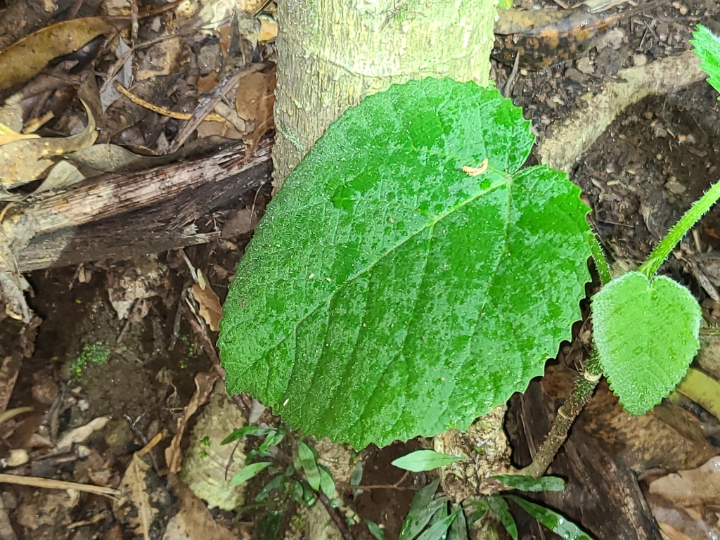 Stinging Trees from Tamborine Mountain QLD 4272, Australia on December ...