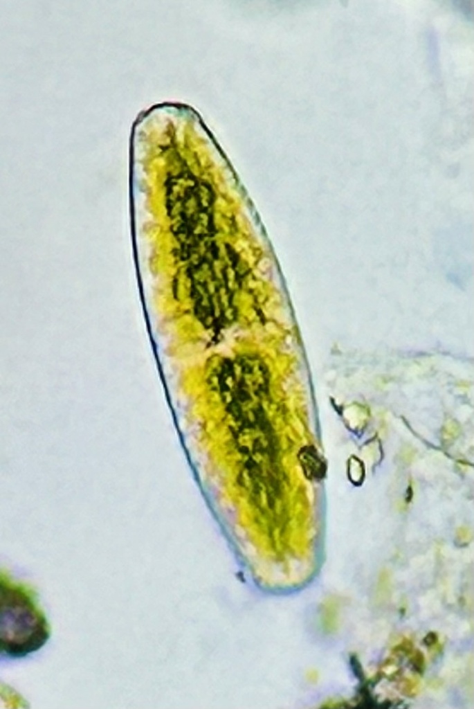 Netrium digitus from Miramar Pineland, Miramar, FL, US on December 23 ...