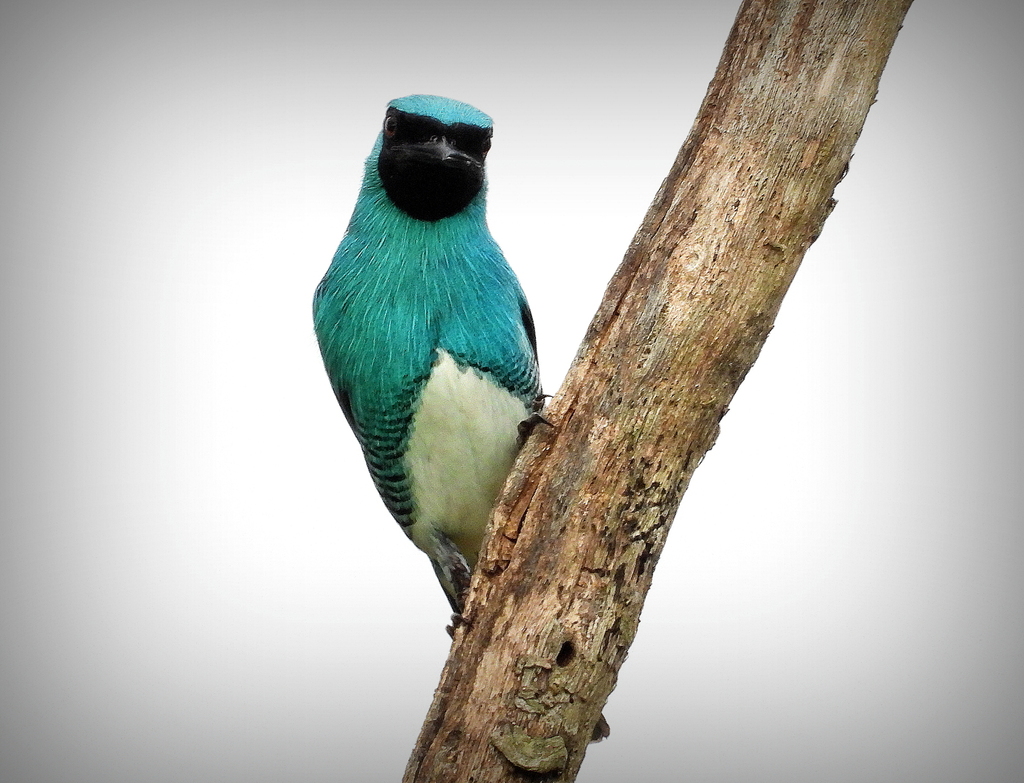 Swallow Tanager from Mineiros - GO, 75830-000, Brasil on October 12, 2023 at 05:12 PM by KENNEDY ...