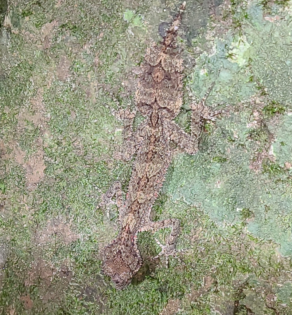 Southern Leaf-tailed Gecko from Tamborine Mountain QLD 4272, Australia ...