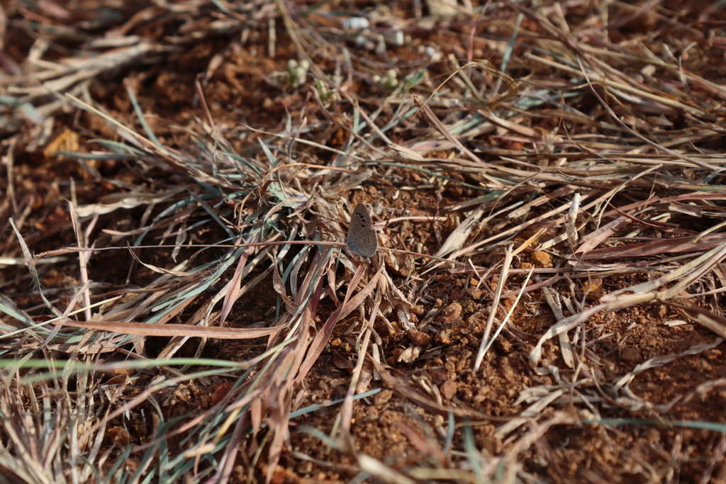 Lesser Grass Blue in December 2023 by Vikas D Prasad · iNaturalist