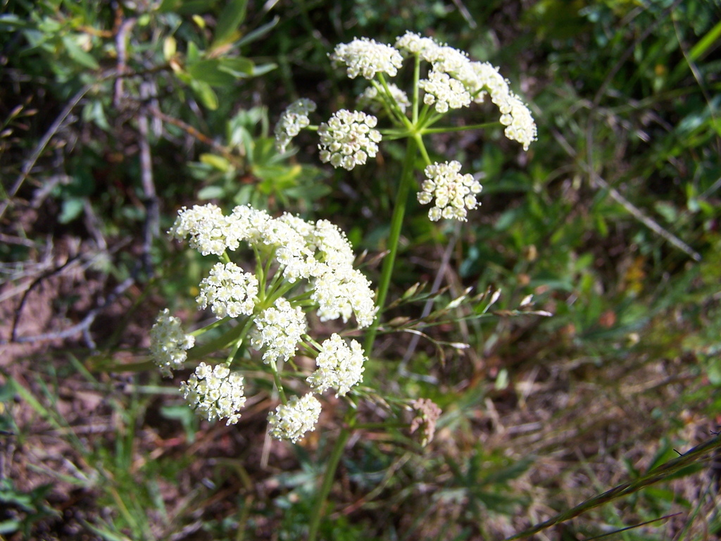 Ligusticum (Apiaceae (Parsley) of the Pacific Northwest) · iNaturalist