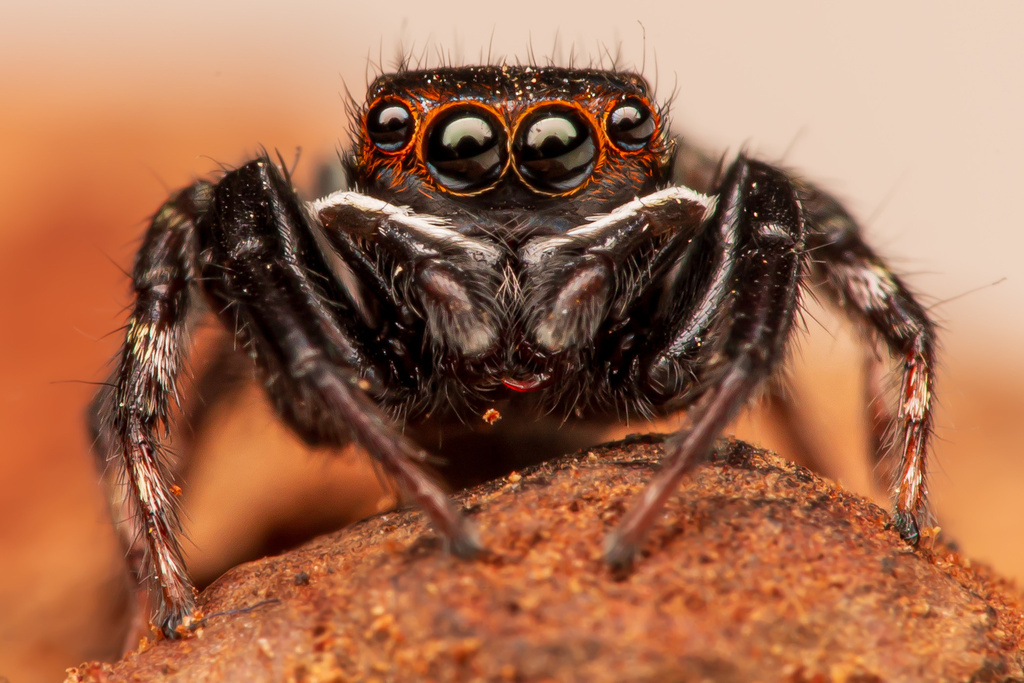 Adanson's House Jumper from Rua Salim Izar, São Paulo, SP, BR on December 22, 2023 at 10:36 AM ...