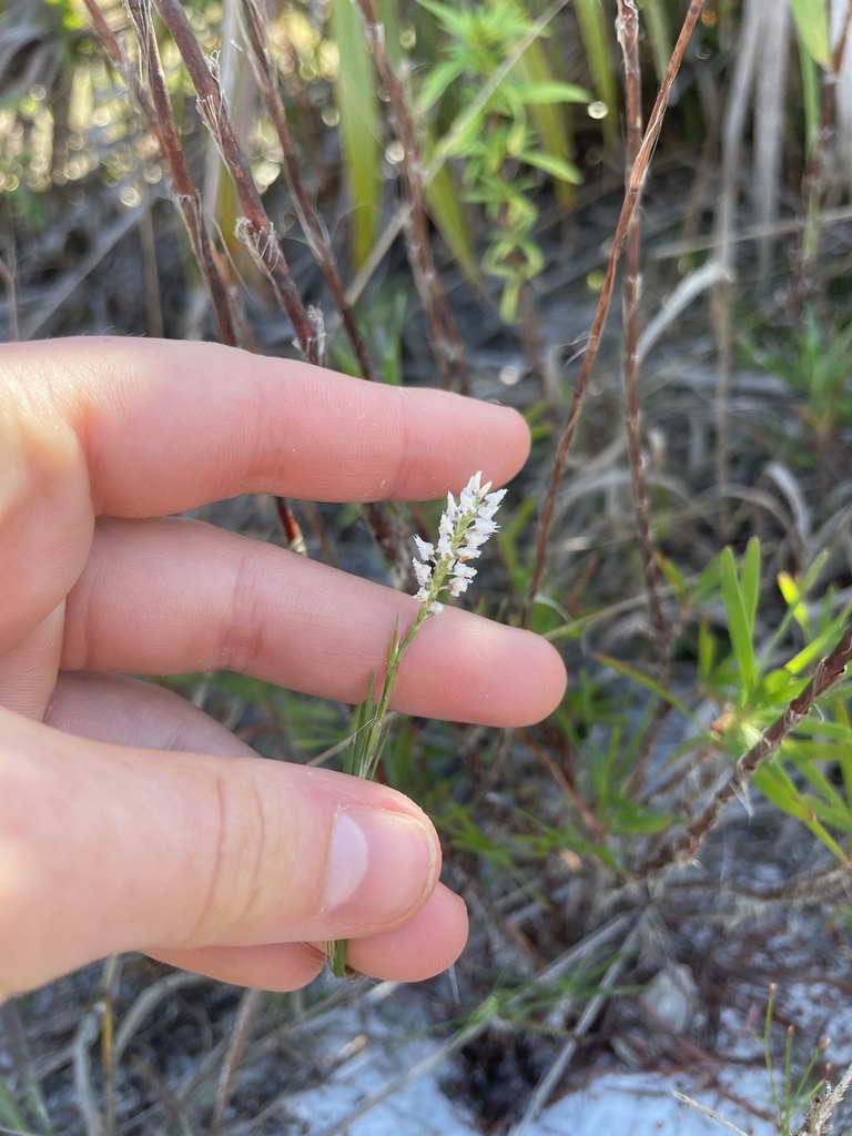 Sandhill wireweed in December 2023 by Leyla · iNaturalist