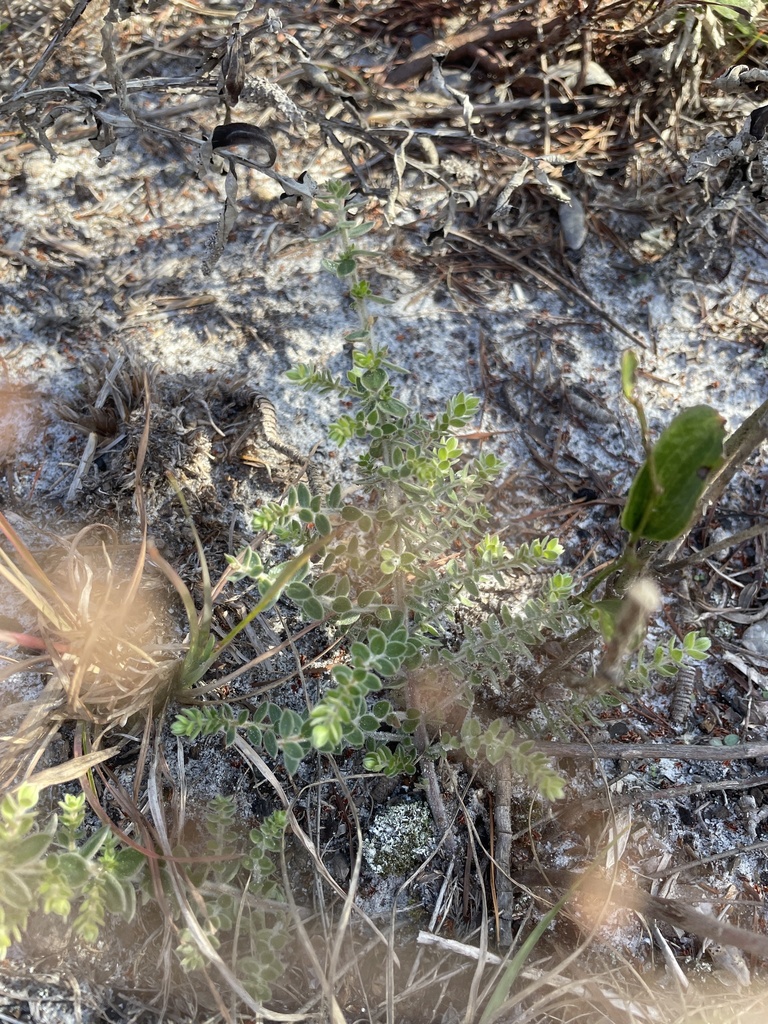 Nodding Pinweed in December 2023 by Leyla · iNaturalist