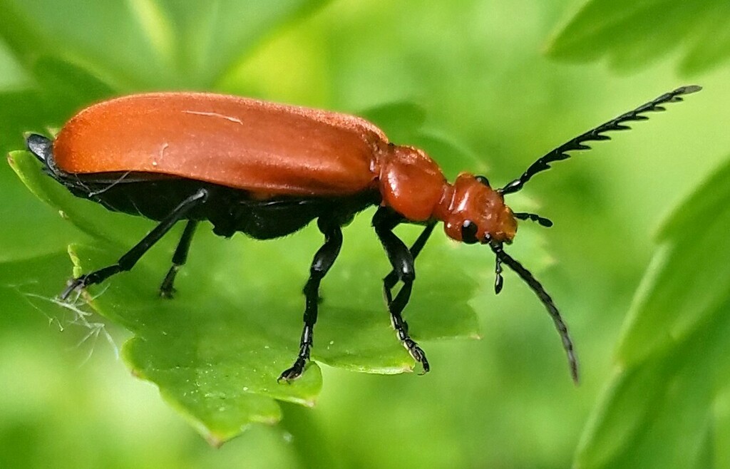 Common Cardinal Beetle from Canterbury, UK on May 11, 2022 at 11:40 AM ...