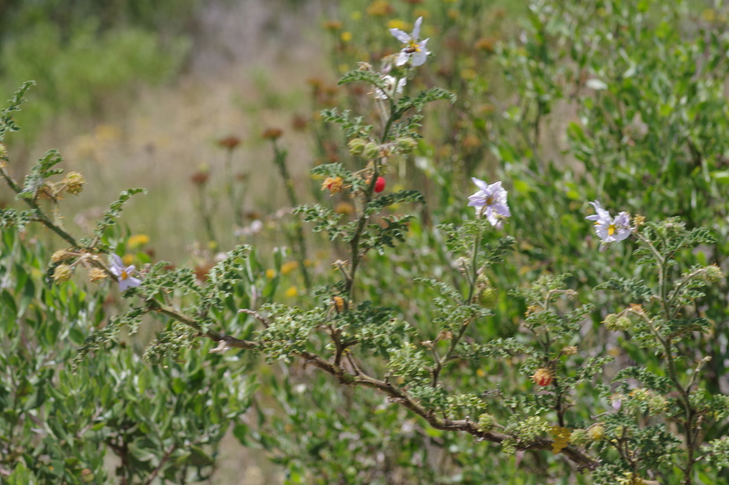 Red Buffalo-bur from Tracks above the N2 on the north facing slope of ...