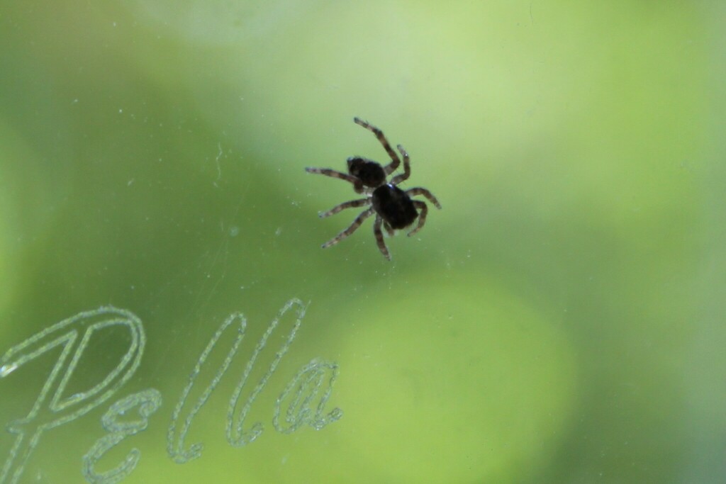 Jumping Spiders in September 2023 by Susanna Heideman · iNaturalist