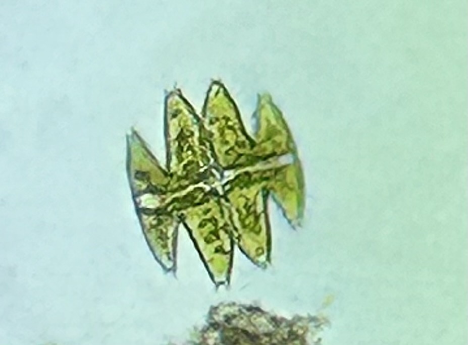 Micrasterias pinnatifida from Miramar Pineland, Miramar, FL, US on ...