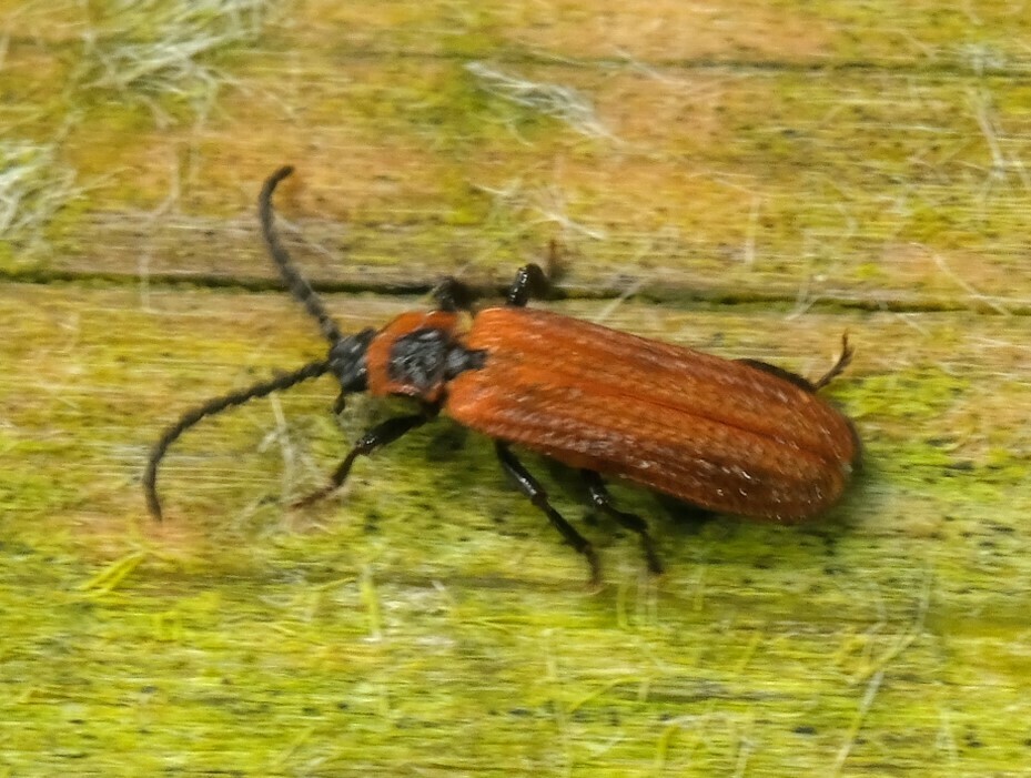 Cosnard's Net-Winged Beetle from 31832 Springe, Deutschland on May 12, 2023 at 11:40 AM by ...