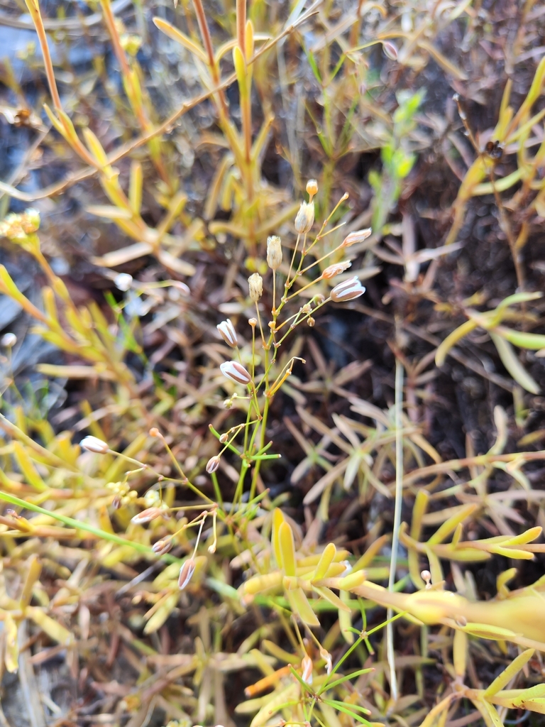 Tall Spookasem from Hout Bay, Kapstadt, 7872, Südafrika on December 16 ...