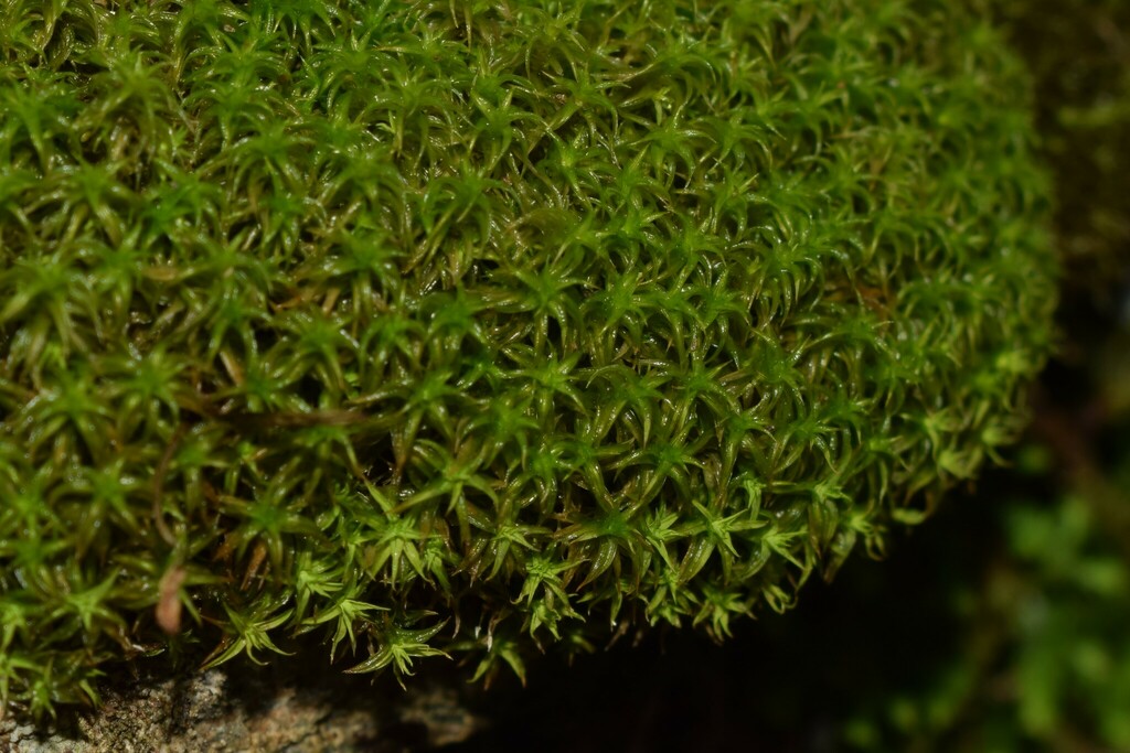 Side-fruited Crisp-moss from North Aegean Region, Greece on December 5 ...