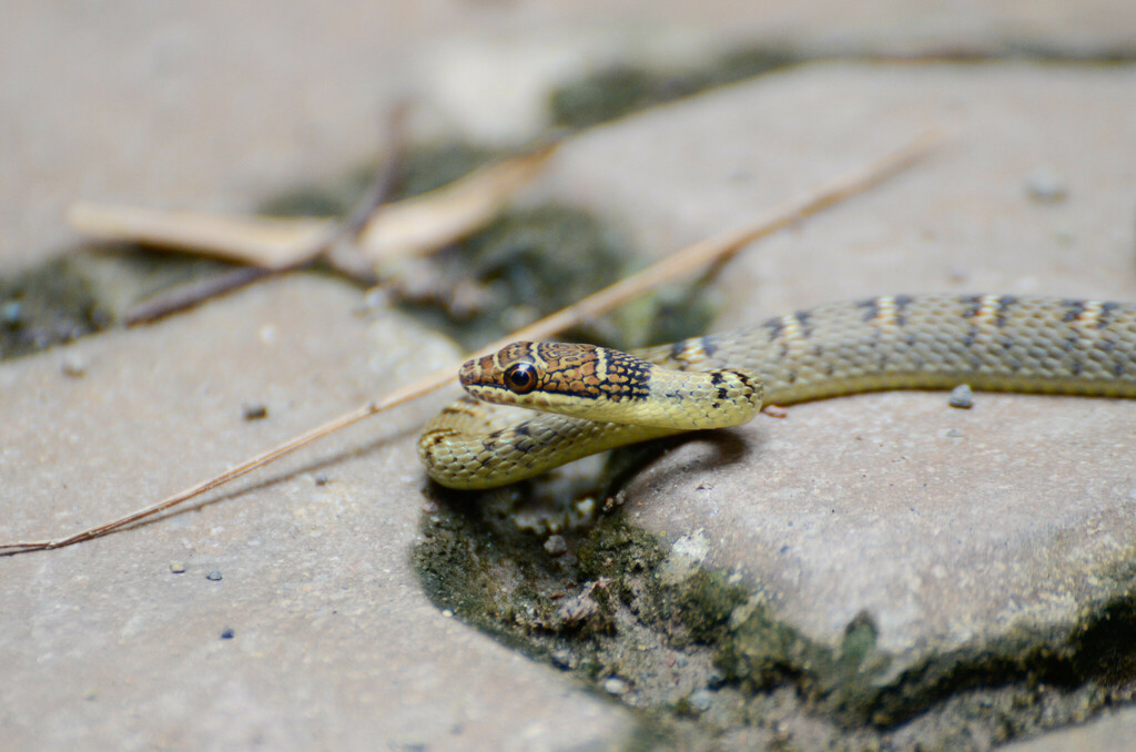 Banded Flying Snake from Borneo Rainforest Lodge, Lahad Datu, Sabah ...