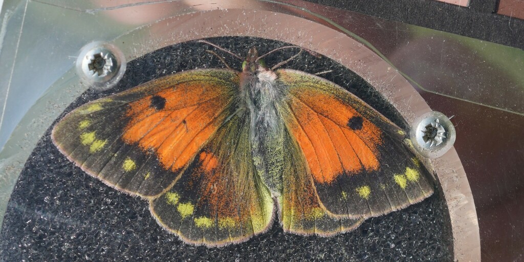 Colias thisoa desde Gegharkunik, Armenien el 12 de julio de 2023 a las ...