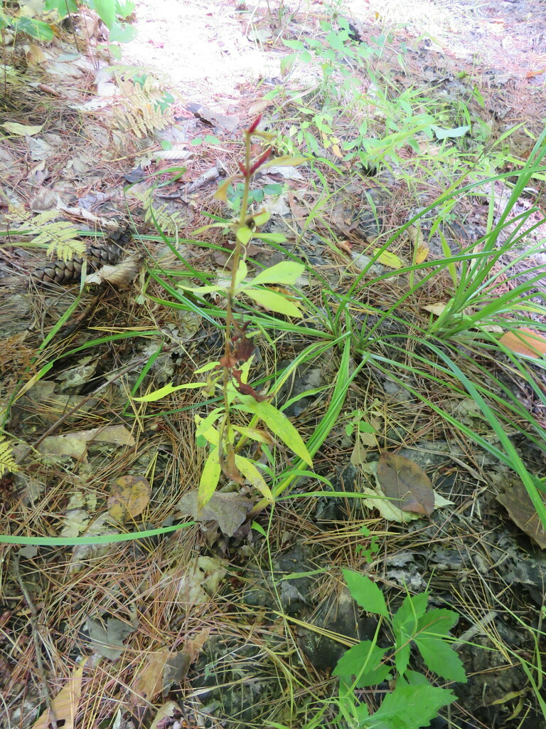 swamp candles from 384 US-7, Milton, VT 05468, USA on October 8, 2022 ...