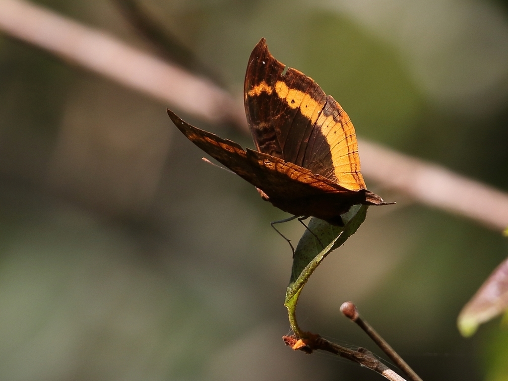 Malagasy Leaf Commodore from Moramanga, Madagascar on November 13, 2023 ...